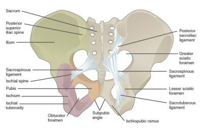Pelvis: Anatomy [+ Labeled Diagram] | Concise Medical Knowledge