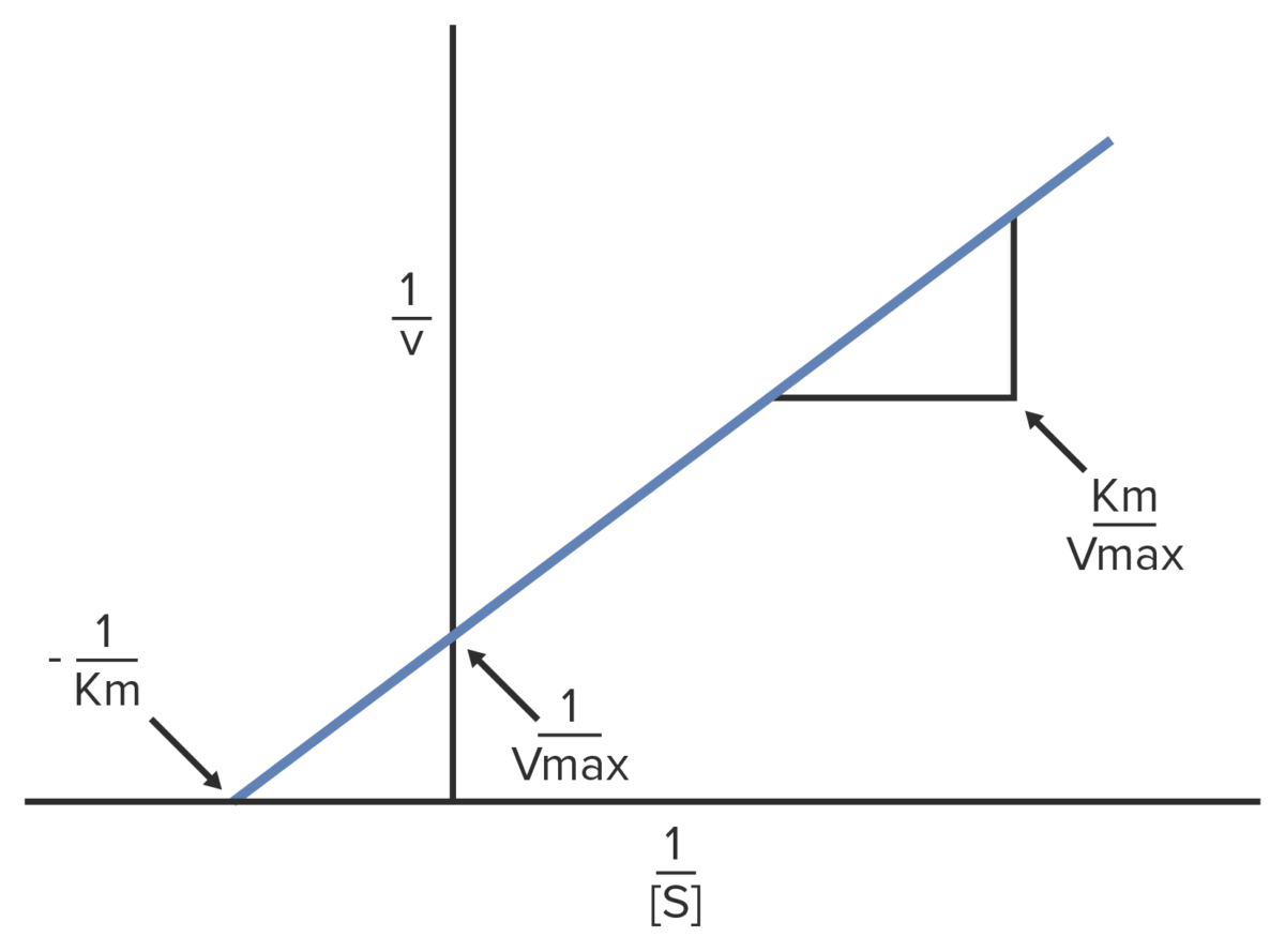 Enzyme Kinetics | Concise Medical Knowledge