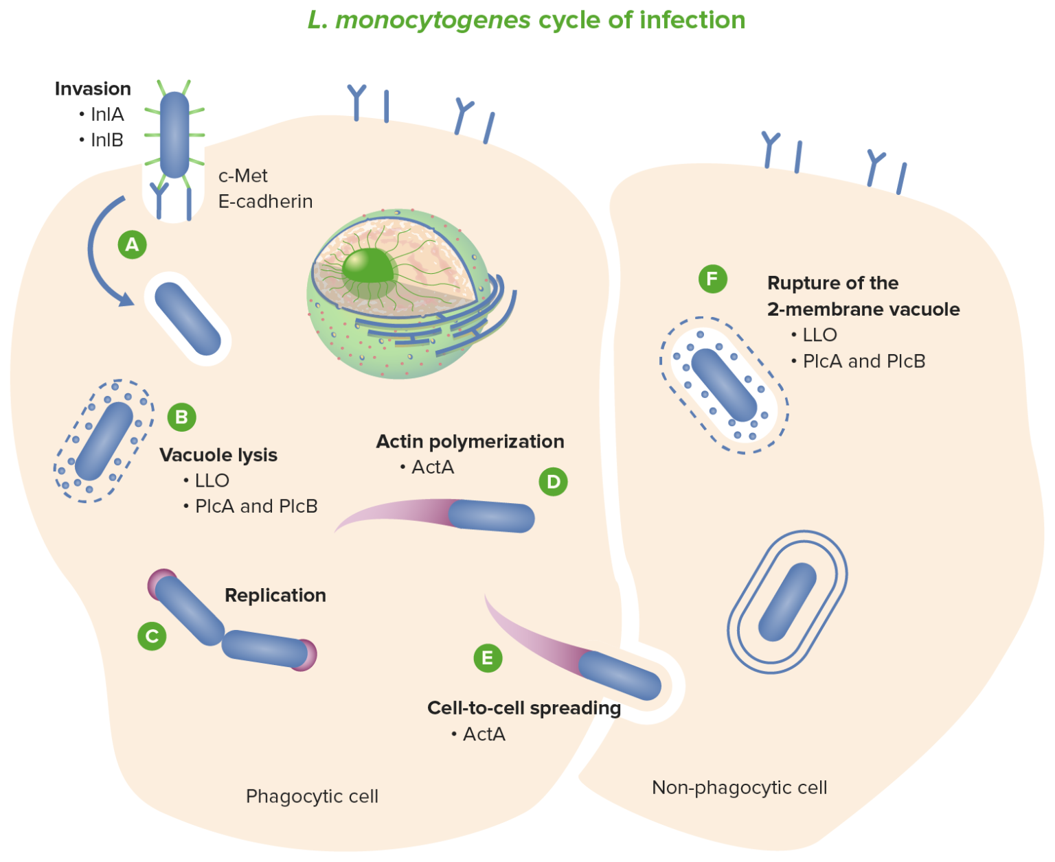 Listeria Monocytogenes/Listeriosis | Concise Medical Knowledge