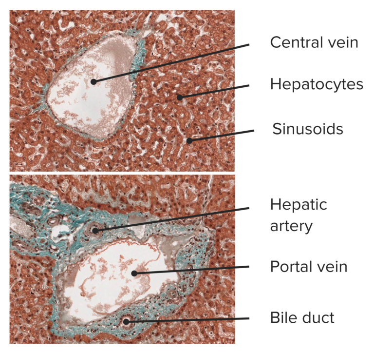 Liver: Anatomy | Concise Medical Knowledge