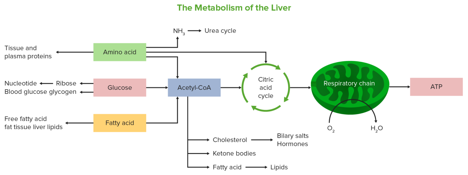 Liver: Anatomy | Concise Medical Knowledge
