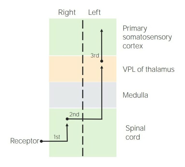 Spinal Cord: Anatomy | Concise Medical Knowledge