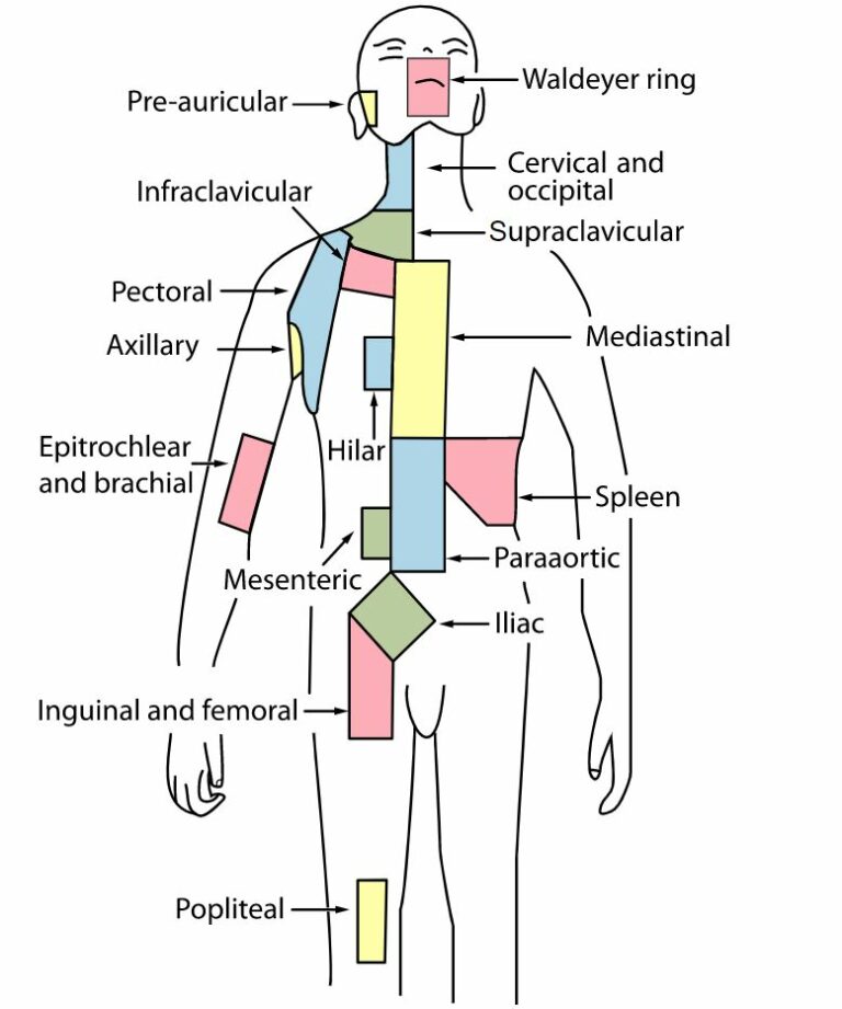 Lymphatic Drainage System: Anatomy | Concise Medical Knowledge