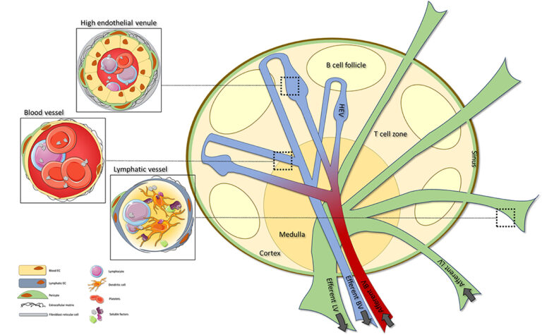 Secondary Lymphatic Organs | Concise Medical Knowledge