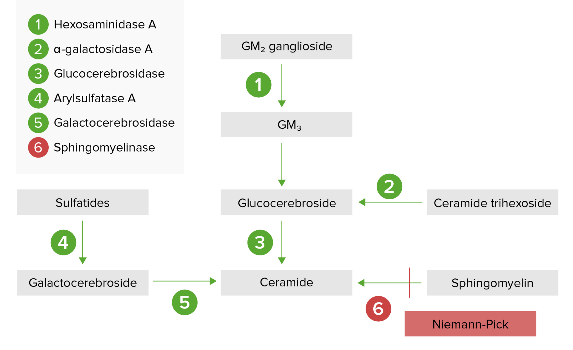 Niemann-Pick Disease | Concise Medical Knowledge