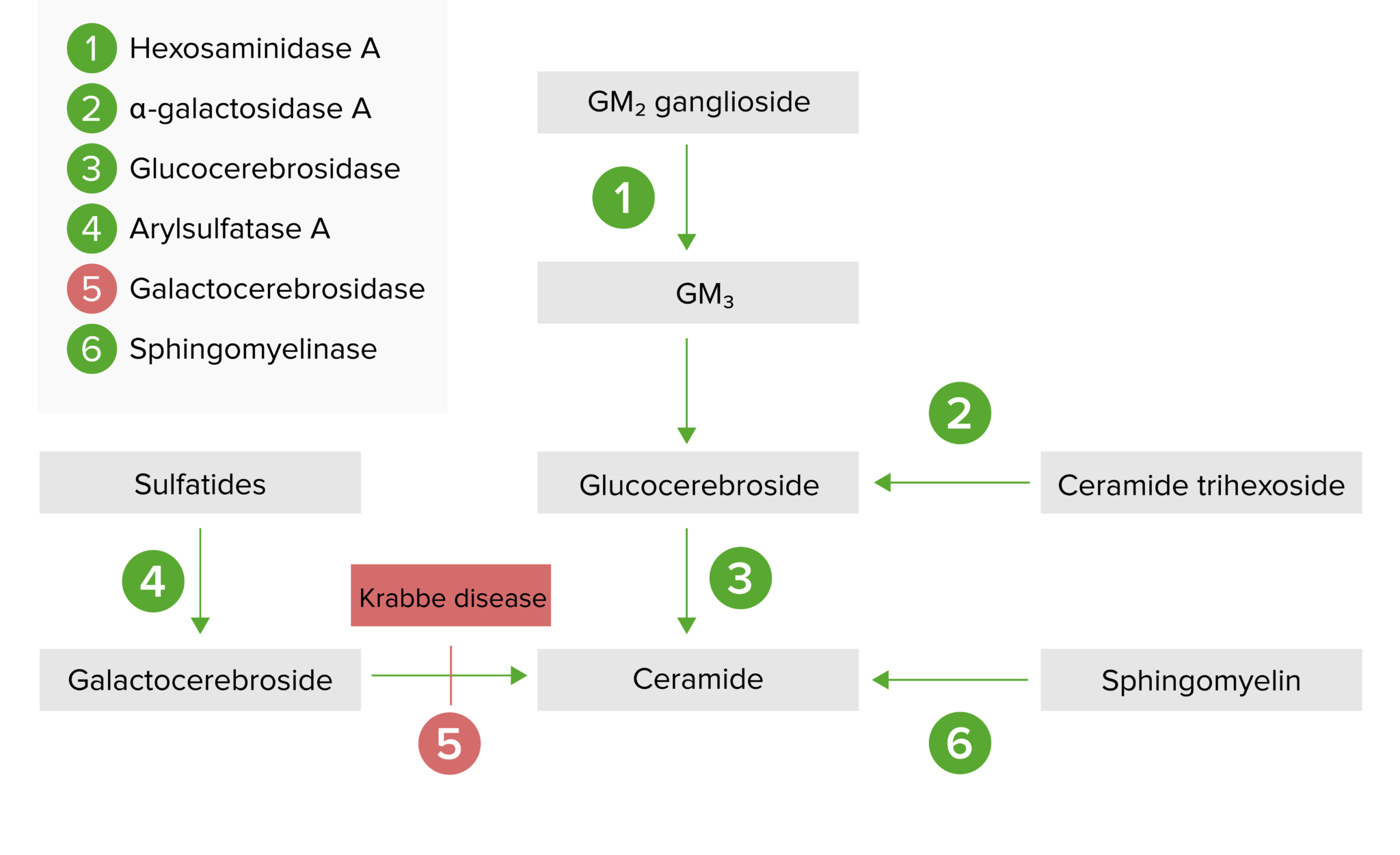 Enfermedad de Krabbe | Concise Medical Knowledge