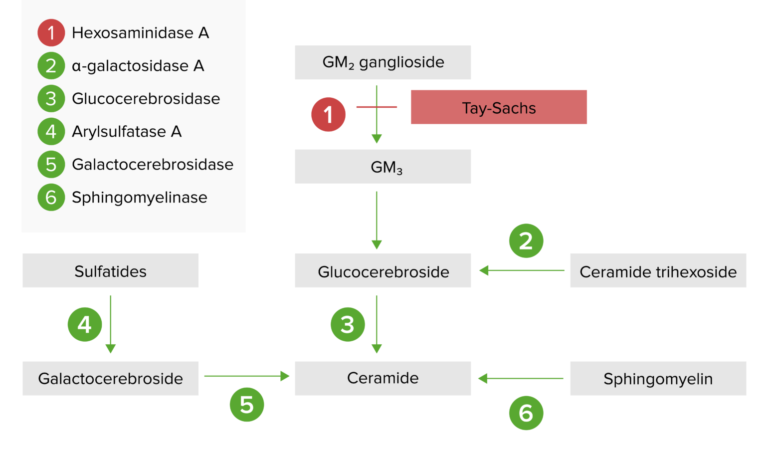 Tay-Sachs Disease | Concise Medical Knowledge