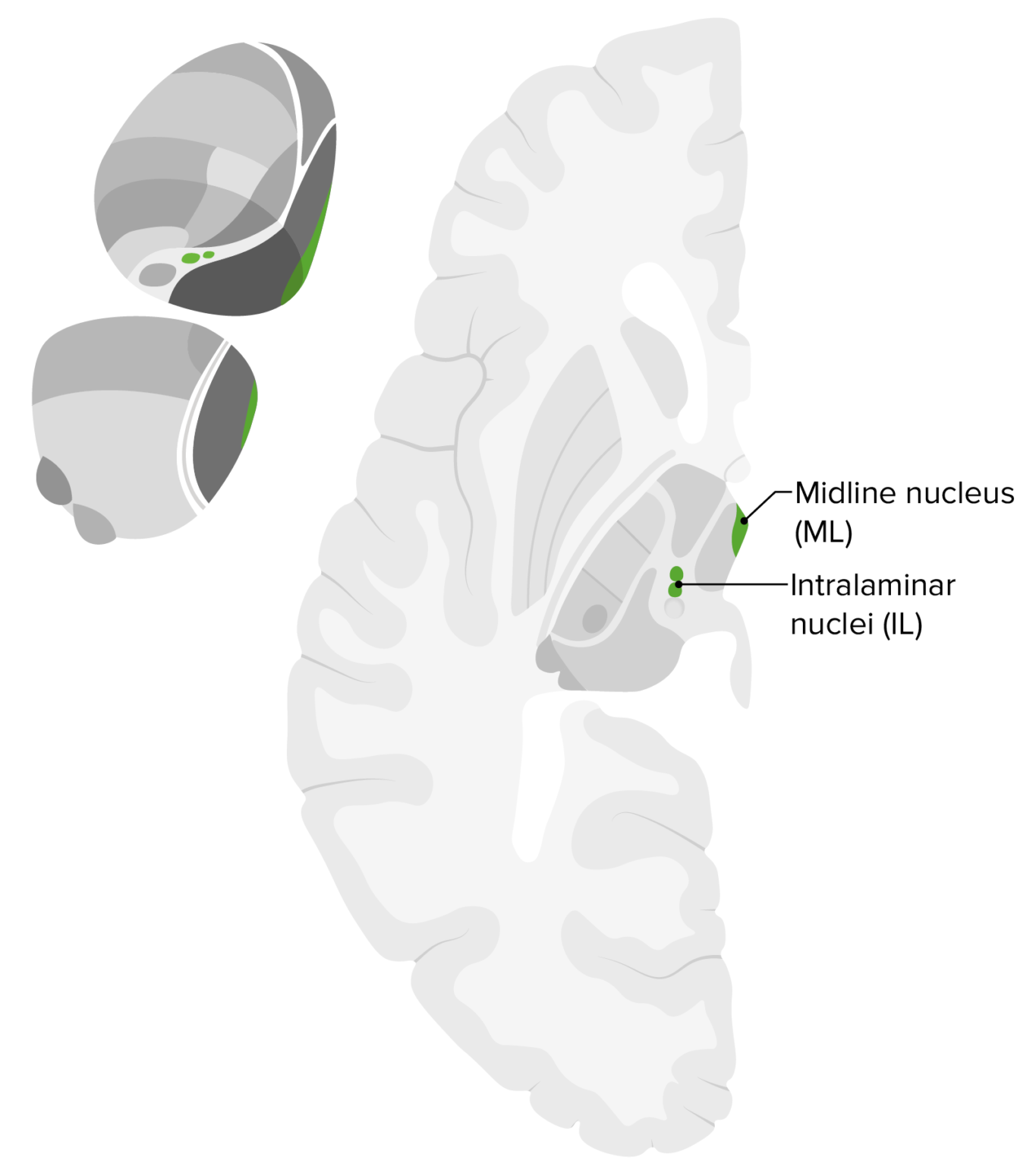 Thalamus: Anatomy | Concise Medical Knowledge