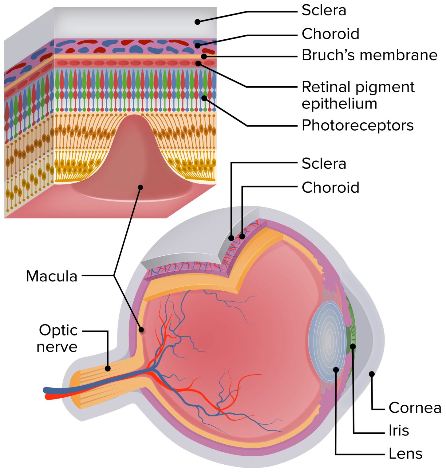 Macular Degeneration | Concise Medical Knowledge