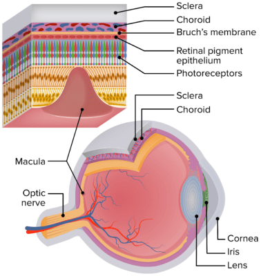 Degenerescência Macular | Concise Medical Knowledge