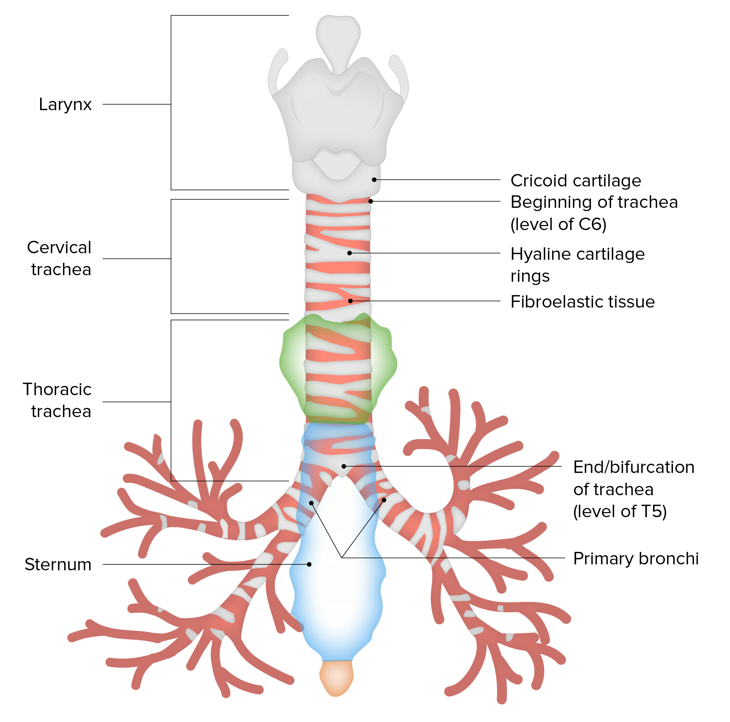 Traqueia Concise Medical Knowledge Traqueia Concise Medical Knowledge