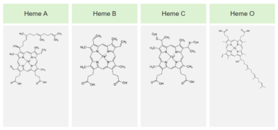 Metabolismo del Grupo Hemo | Concise Medical Knowledge