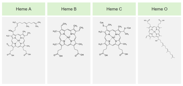 Heme Metabolism | Concise Medical Knowledge