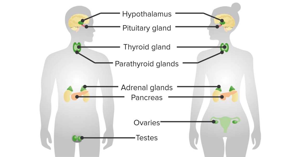  Endocrine Glands Are Responsible For The Endocrine System And Glands 