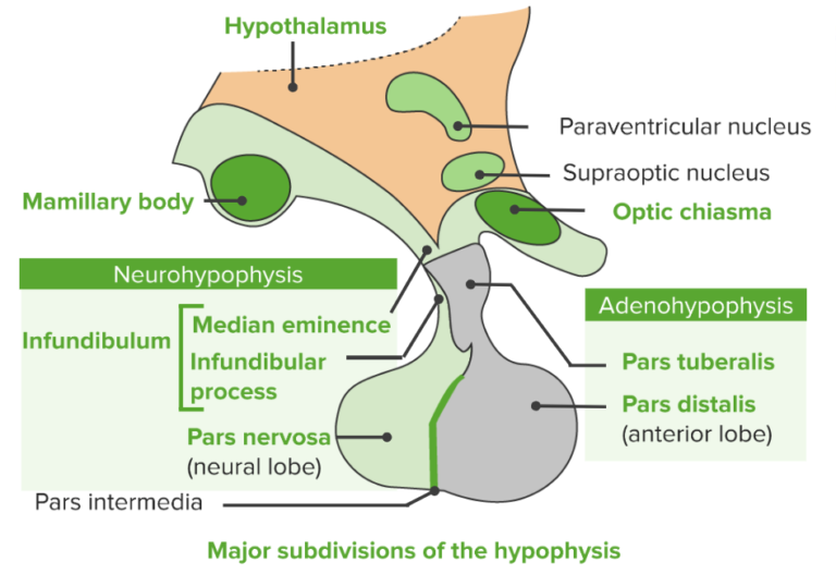 Pituitary Gland: Anatomy | Concise Medical Knowledge