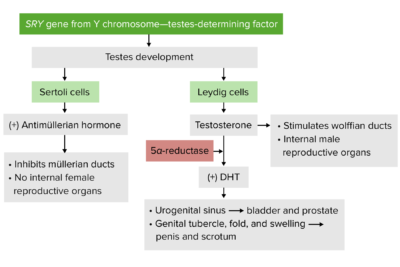 Development of the Urogenital System | Concise Medical Knowledge
