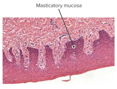 Palate: Anatomy | Concise Medical Knowledge