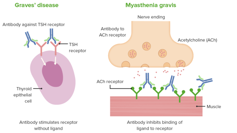 Type II Hypersensitivity Reaction | Concise Medical Knowledge