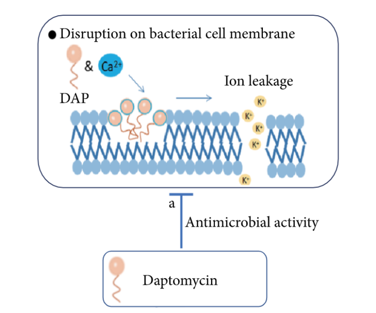 Lipopeptides and Lipoglycopeptides | Concise Medical Knowledge