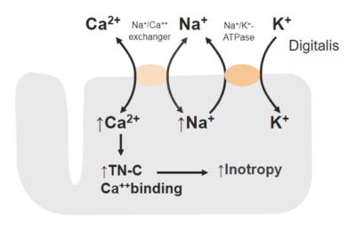 Cardiac Glycosides | Concise Medical Knowledge