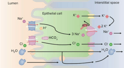 Gastrointestinal Secretions | Concise Medical Knowledge