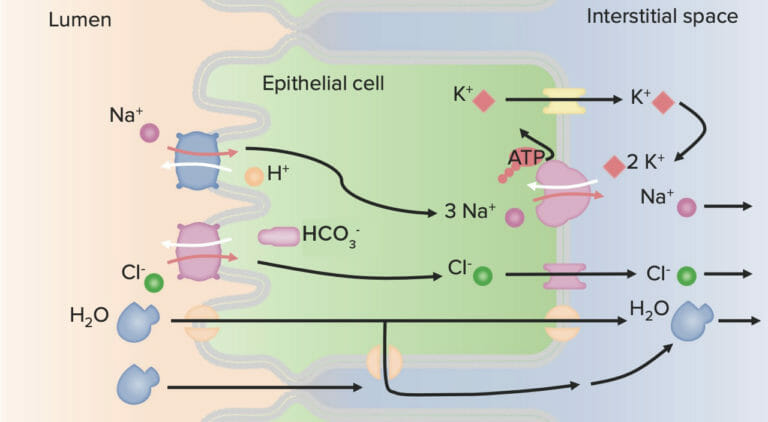 Gastrointestinal Secretions | Concise Medical Knowledge