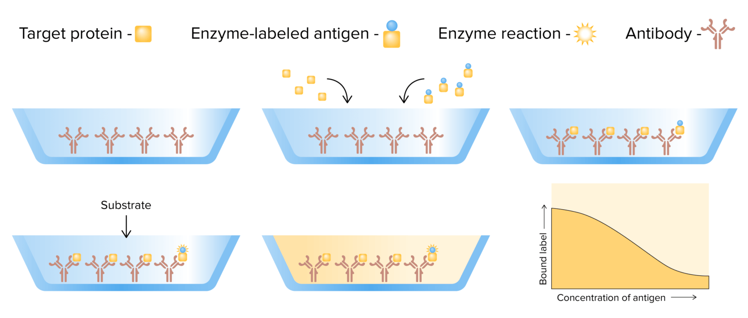 Inmunoensayos | Concise Medical Knowledge