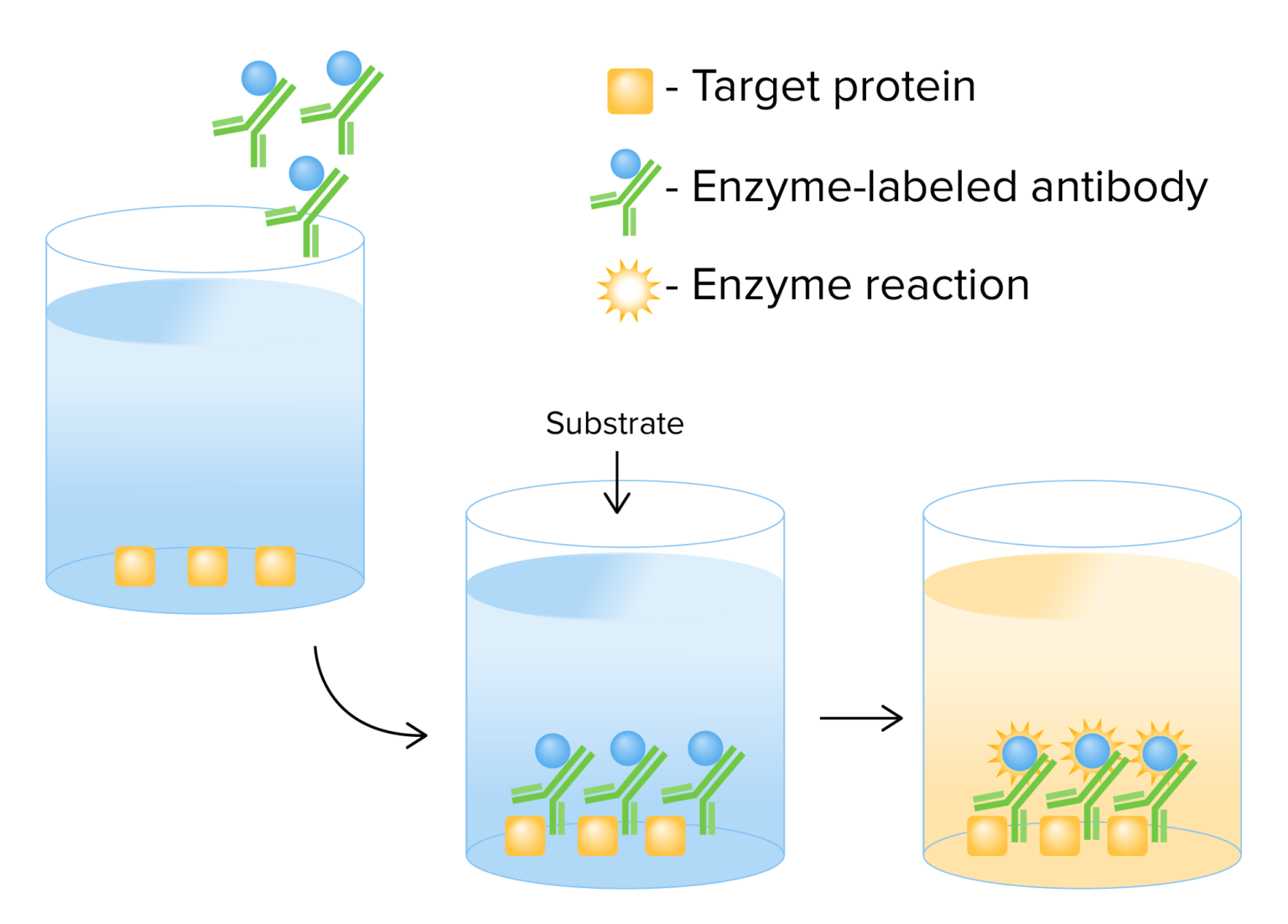 Immunoassays | Concise Medical Knowledge