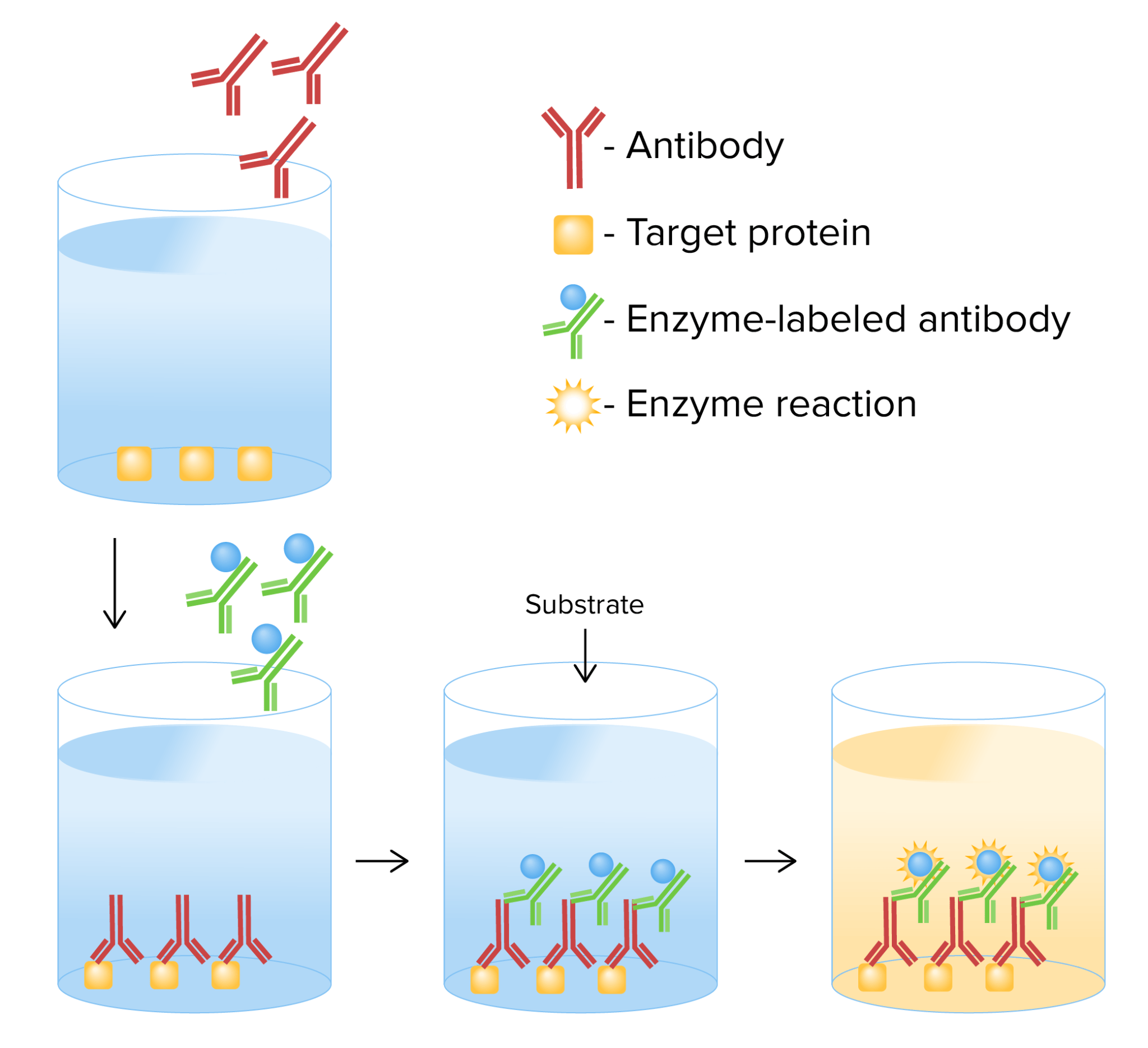 Immunoassays | Concise Medical Knowledge