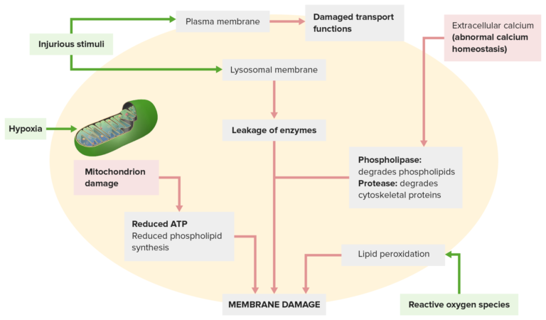Cell Injury and Death | Concise Medical Knowledge