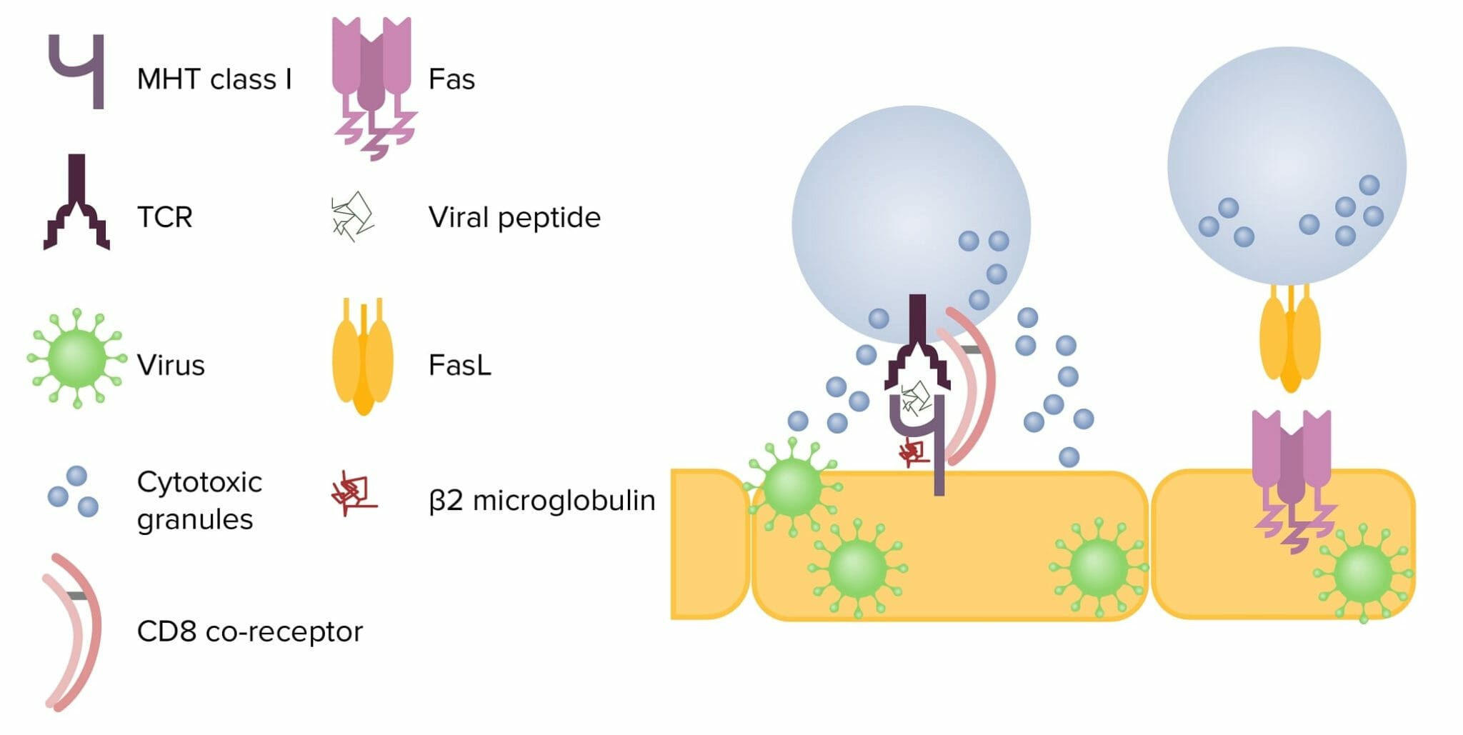 T cells: Types and Functions | Concise Medical Knowledge