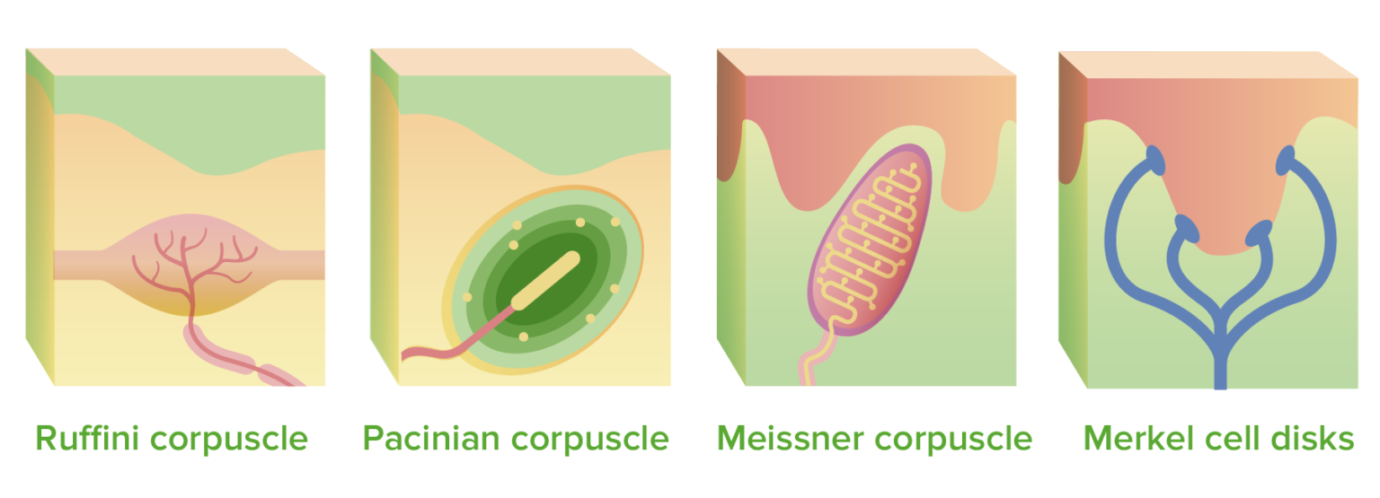 Skin: Structure and Functions | Concise Medical Knowledge