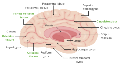 Córtex Cerebral | Concise Medical Knowledge