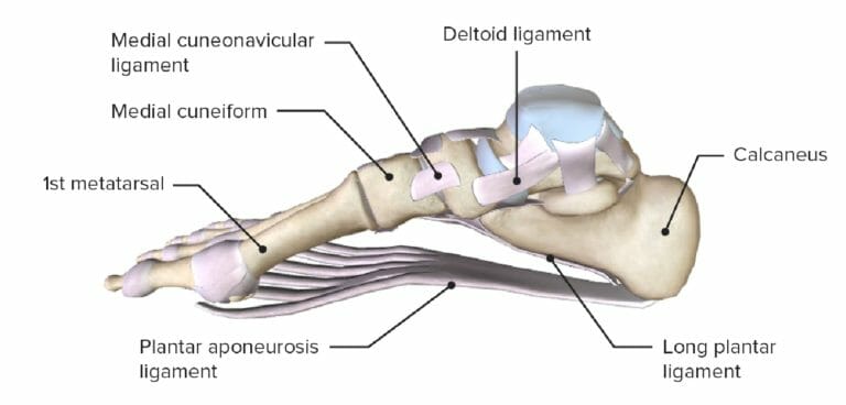 Foot: Anatomy | Concise Medical Knowledge