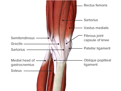 Muslo: Anatomía | Concise Medical Knowledge