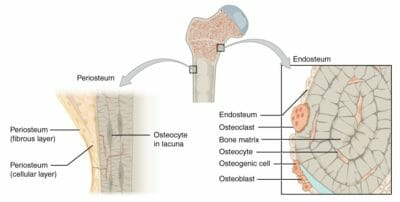 Estrutura dos Ossos | Concise Medical Knowledge