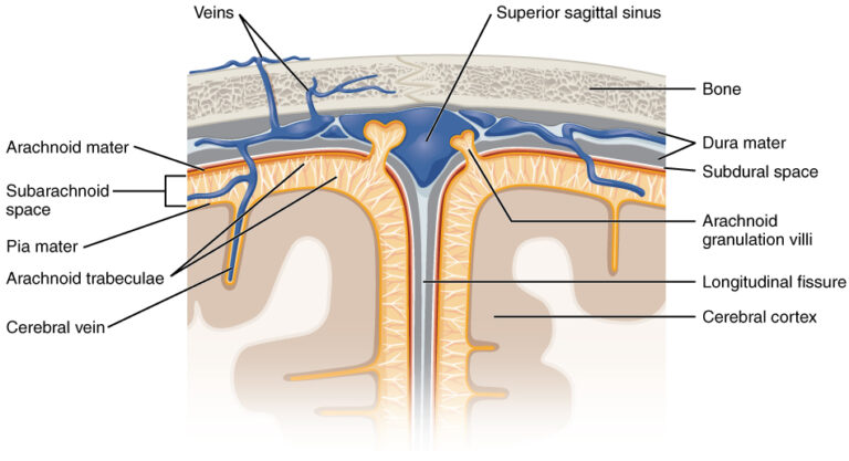 Meninges: Anatomy | Concise Medical Knowledge