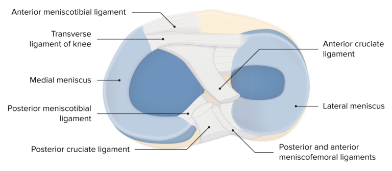 Knee Joint: Anatomy | Concise Medical Knowledge