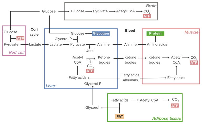 Energy Homeostasis | Concise Medical Knowledge