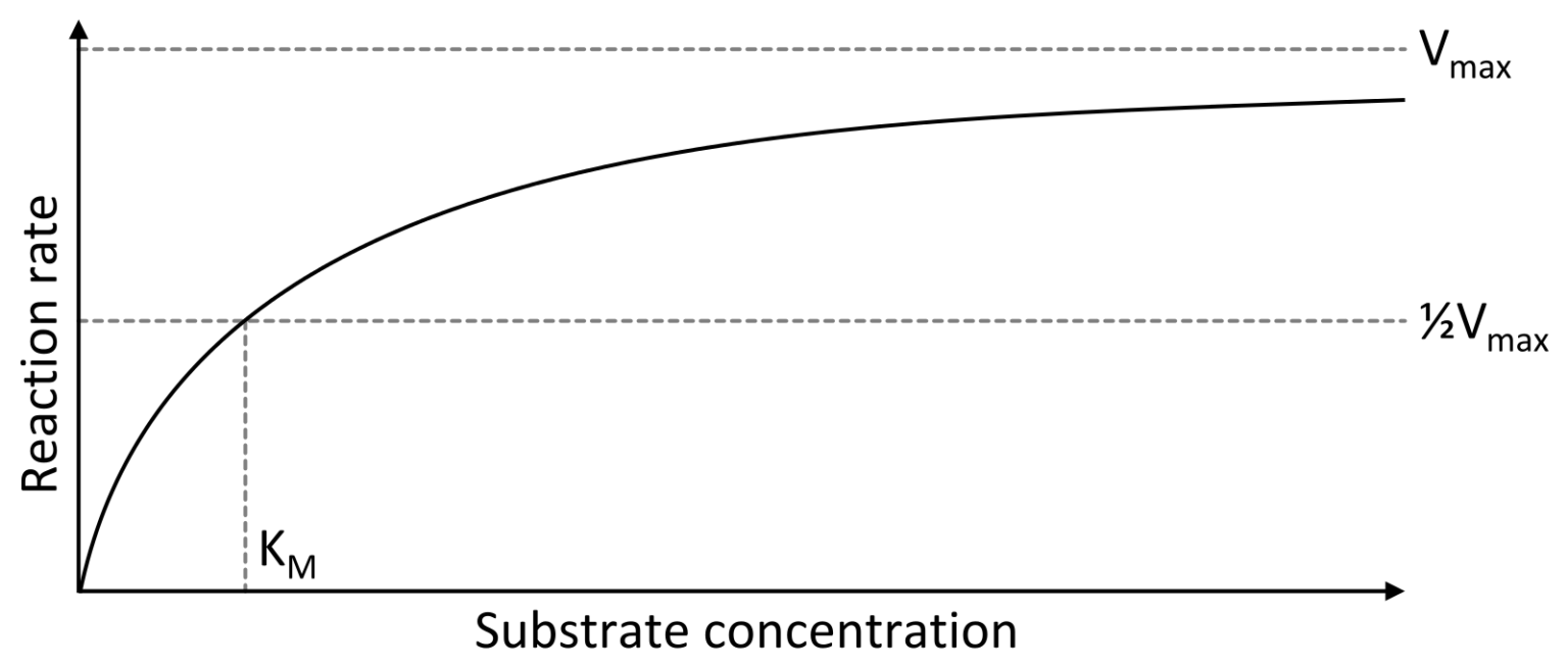 Enzyme Kinetics Concise Medical Knowledge