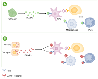 Innate Immunity: Barriers, Complement, and Cytokines | Concise Medical ...