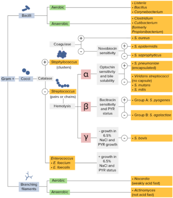 Streptococcus | Concise Medical Knowledge
