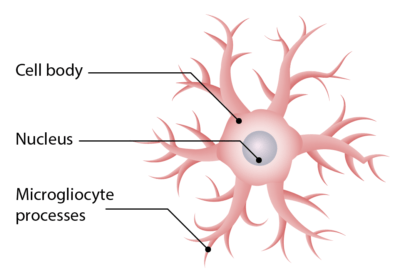 Nervous System: Histology | Concise Medical Knowledge