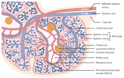 Spleen: Anatomy | Concise Medical Knowledge