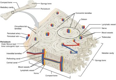 Estrutura dos Ossos | Concise Medical Knowledge