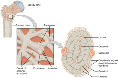 Bones: Development and Ossification | Concise Medical Knowledge