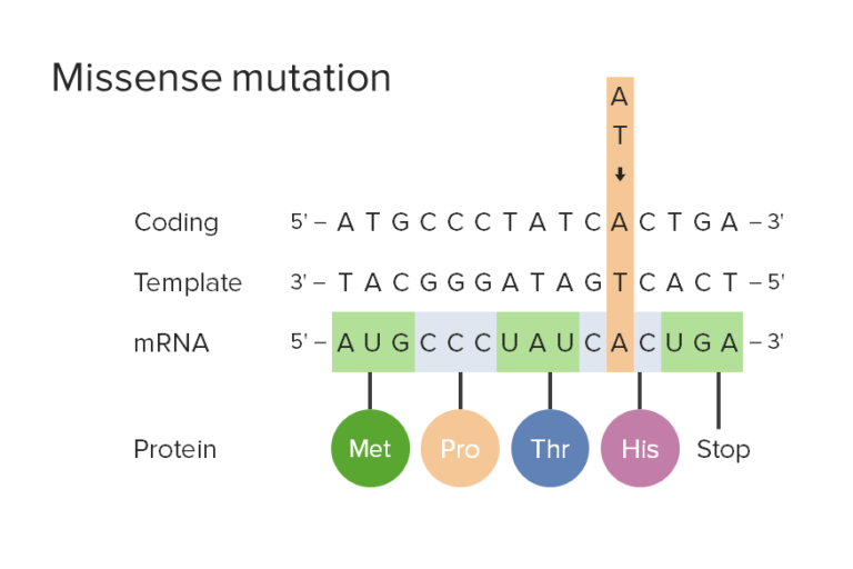 Types of Mutations | Concise Medical Knowledge