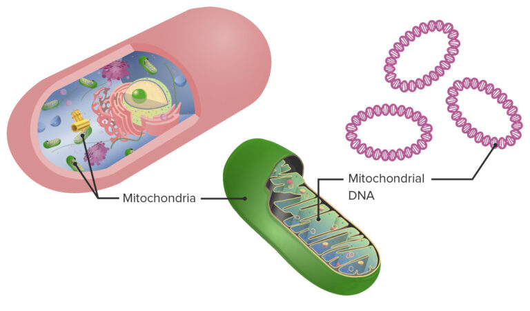 Mitochondrial Inheritance | Concise Medical Knowledge