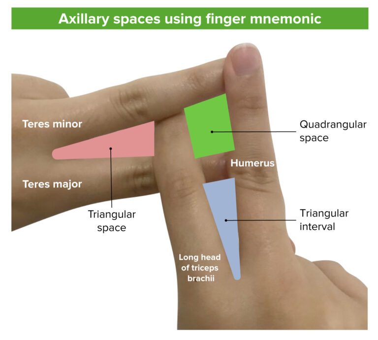 Axilla and Brachial Plexus: Anatomy | Concise Medical Knowledge
