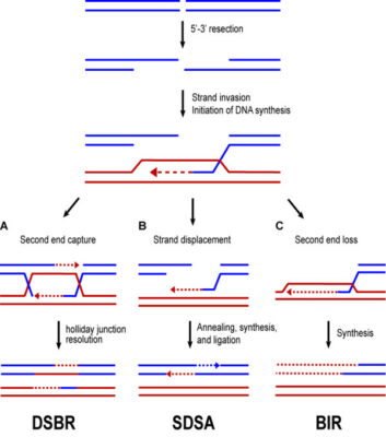 DNA Repair Mechanisms | Concise Medical Knowledge